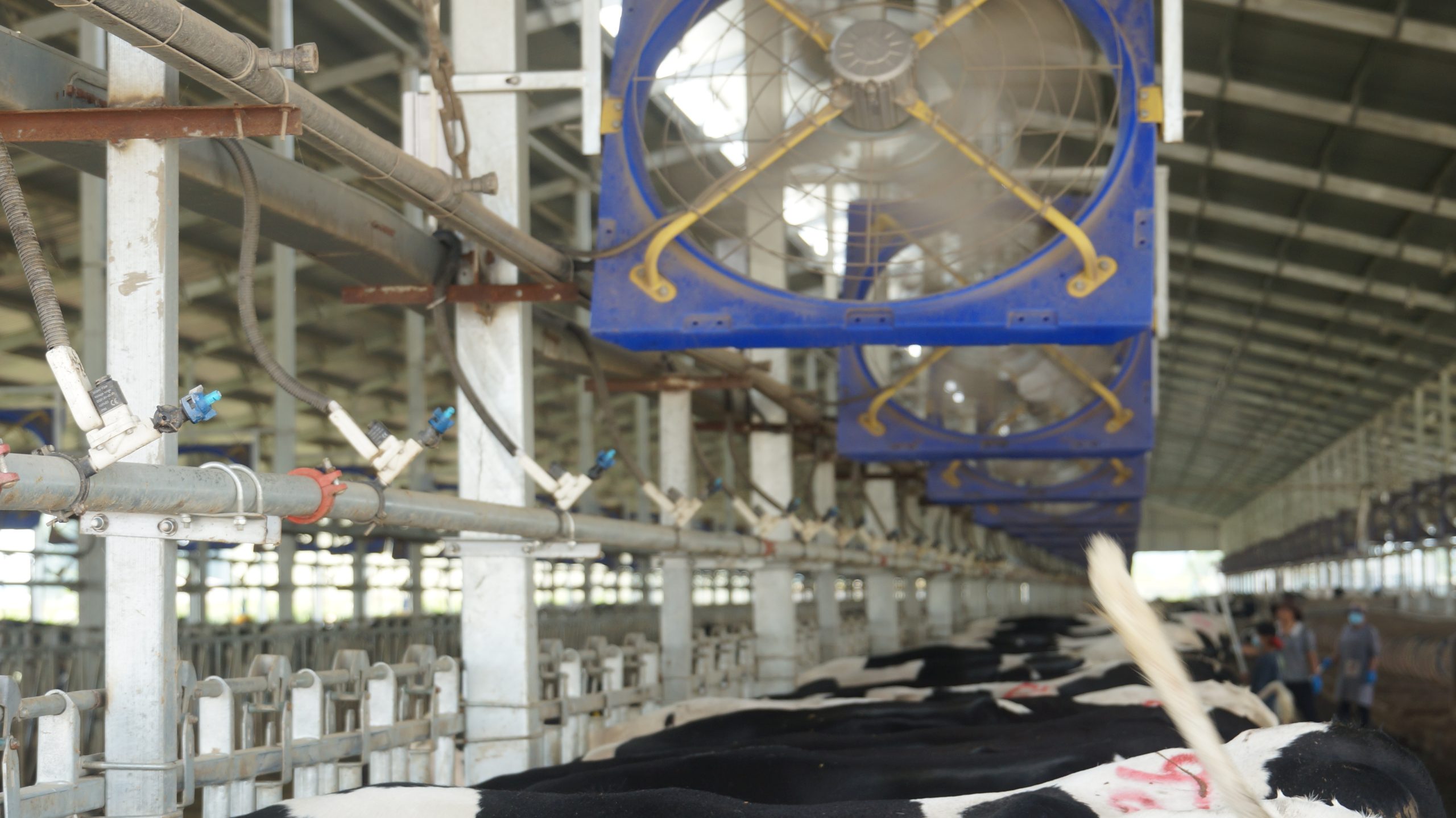 Integrated Control for Dairy Ventilation Fans and Soaking Systems